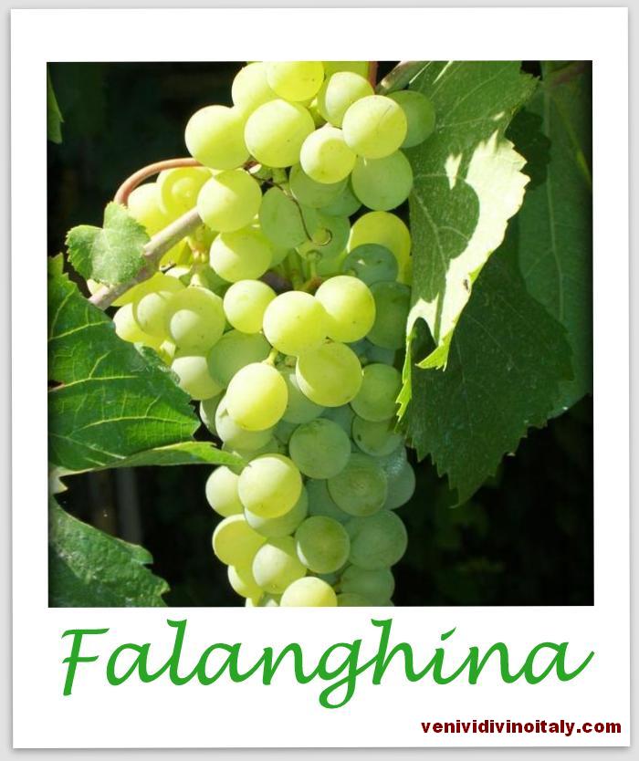 WTF: What the Falanghina? : Robin Dohrn-Simpson